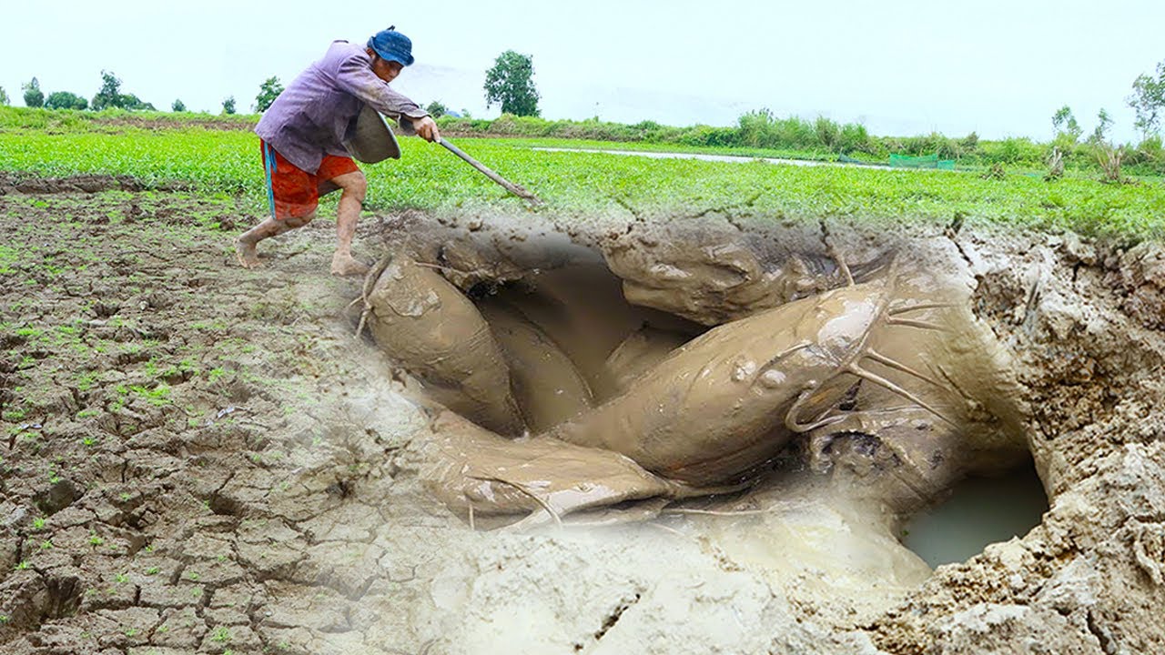 National TV Best Fishing video Smart man catch mud fishing in hole ...
