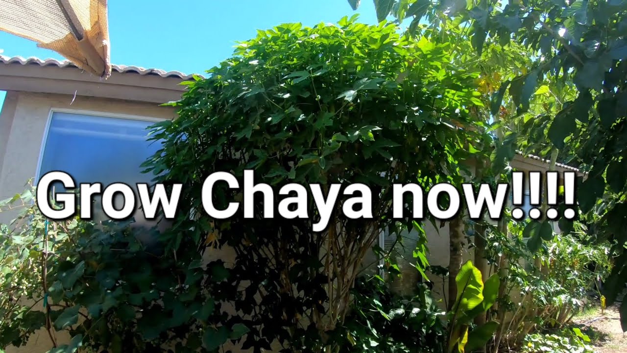 How to grow and propagate chaya. 🌳 - YouTube
