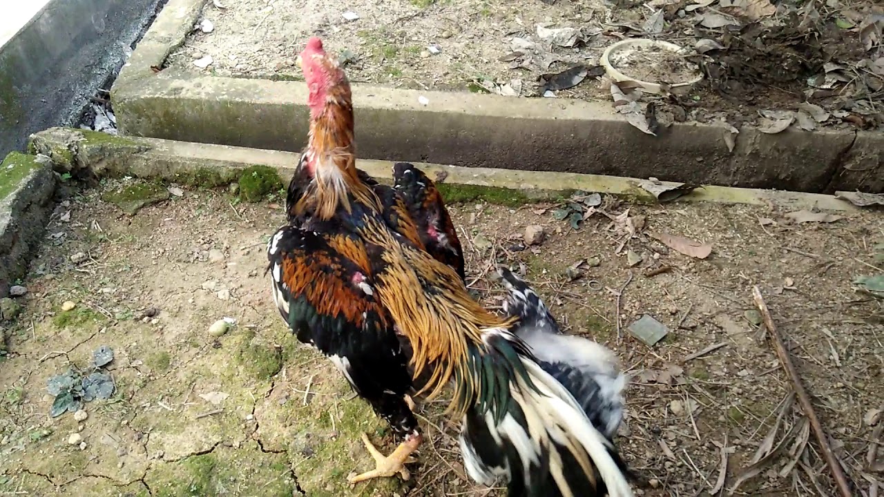 Biak baka ayam ratu secara semulajadi - YouTube
