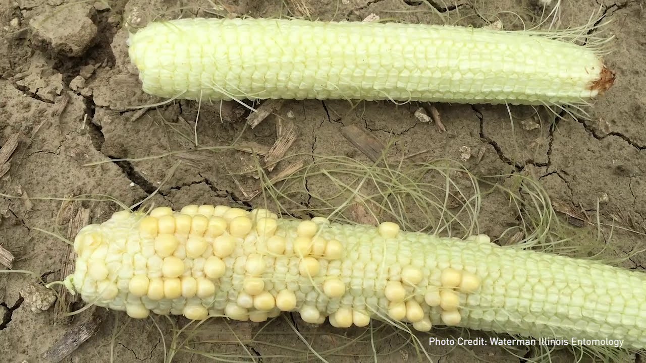 What does corn rootworm damage look like? - YouTube