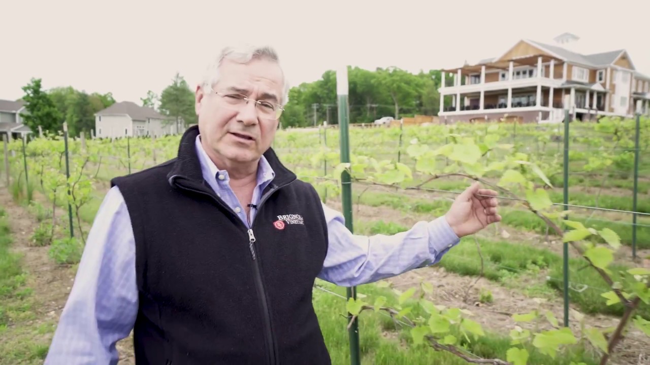 Between The Vines - Cayuga Grapes Trellis System - YouTube