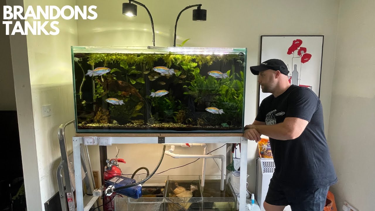 I VISIT BRANDONS TROPICAL FISH TANKS - YouTube