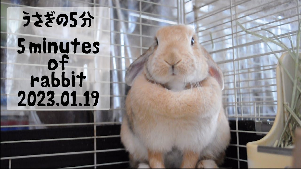 うさぎの5分(きんちゃん編) -5 minutes of rabbit (KIN-chan version)- - YouTube