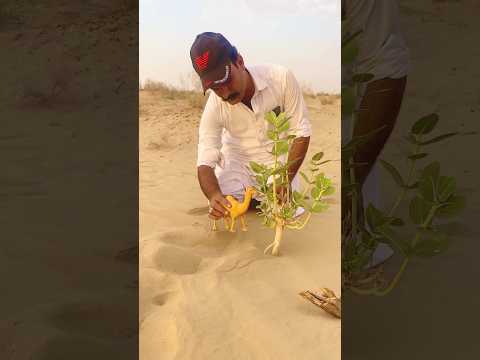 Hidden camel 🐪 under Send in Desert soil #lifehacks #creativesurvival #outdoors #india