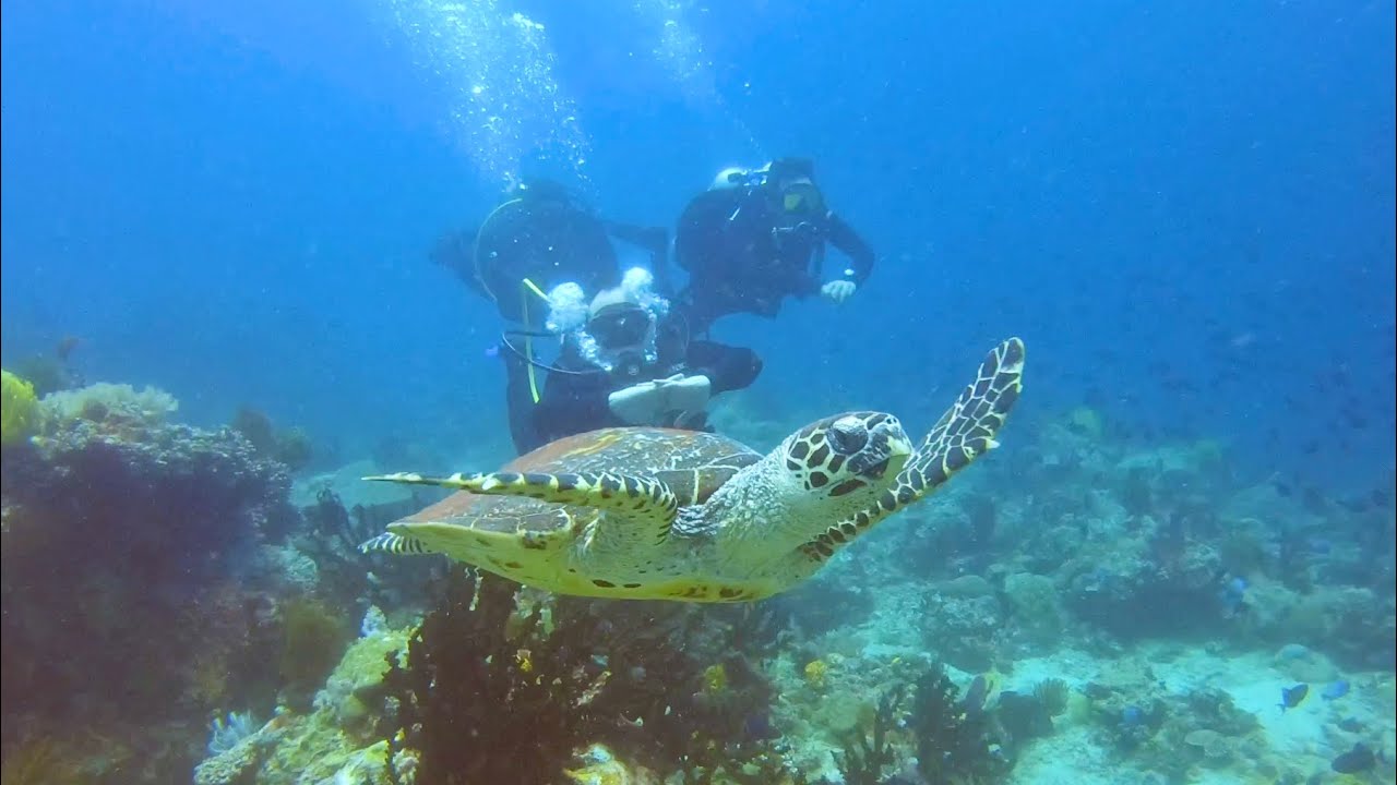 Saw lots of Sea Turtles (Pawikan) - Summer Dive in Anilao Batangas ...