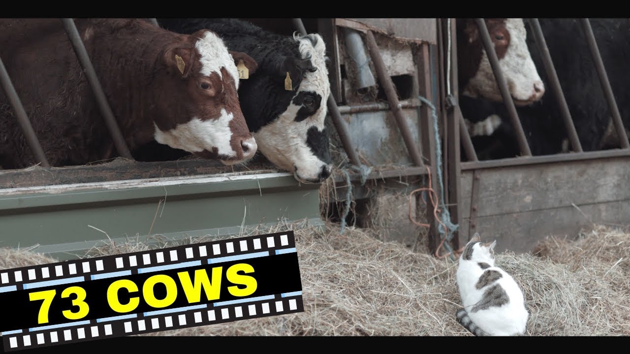 FILM '73 COWS' - CATTLE FARMER GOES VEGAN - YouTube