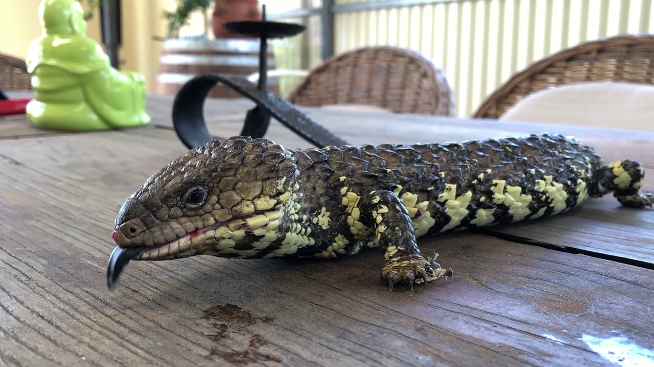 Shingleback eating berries - YouTube