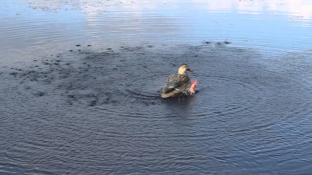 WONDERDUCK TORNADO HEN - YouTube