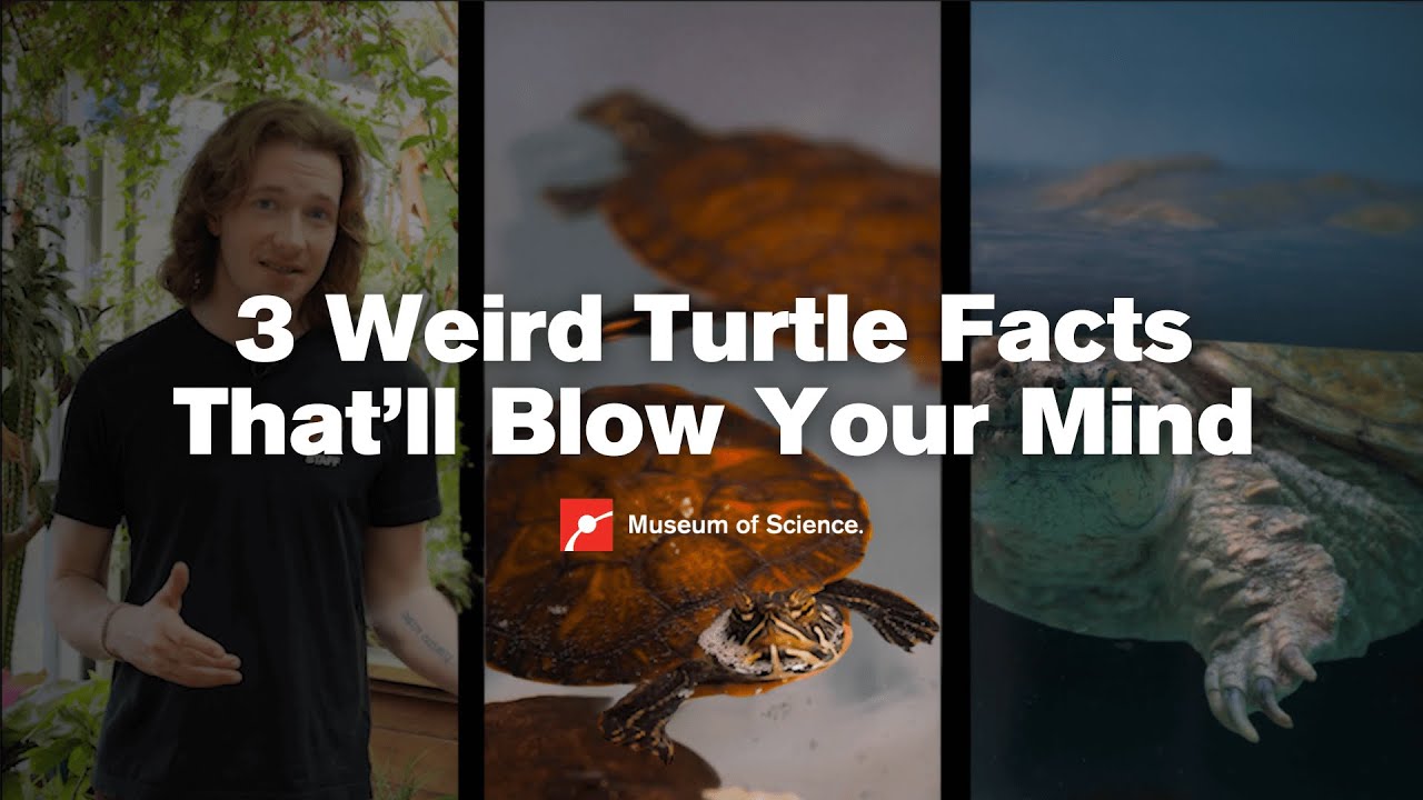 3 Weird Turtle Facts That’ll Blow Your Mind - YouTube