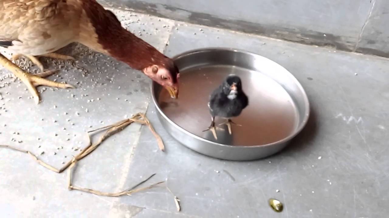 Hen With Chick Drinking Water....!! - YouTube