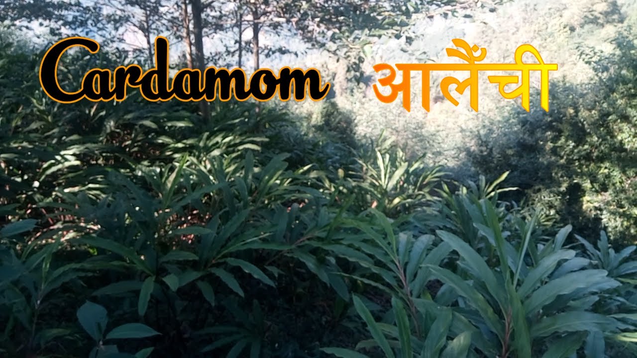 Cardamom - Elaichi - आलैँची - Plant of cardamon - आलैँचीको बोट ...