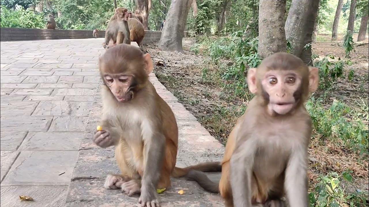 monkey vlog video 🐒 #monkey #monkeyvideo #youtubevideo - YouTube