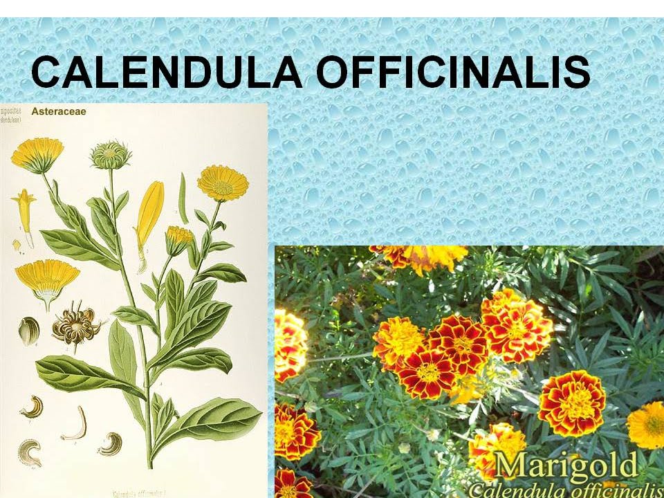 CALENDULA OFFICINALIS ΑΝΤΙΜΕΤΩΠΙΣΗ ΟΞΕΩΝ ΚΑΤΑΣΤΑΣΕΩΝ ΜΕ ΤΗΝ ...