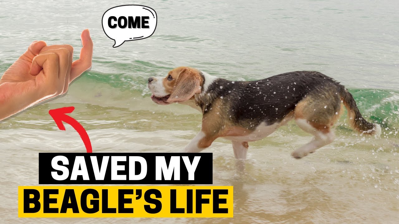 5 Important Commands that can Save your Beagle's life! - YouTube