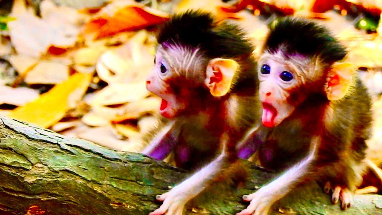 Pitiful Adorable try learn climb the threes - YouTube