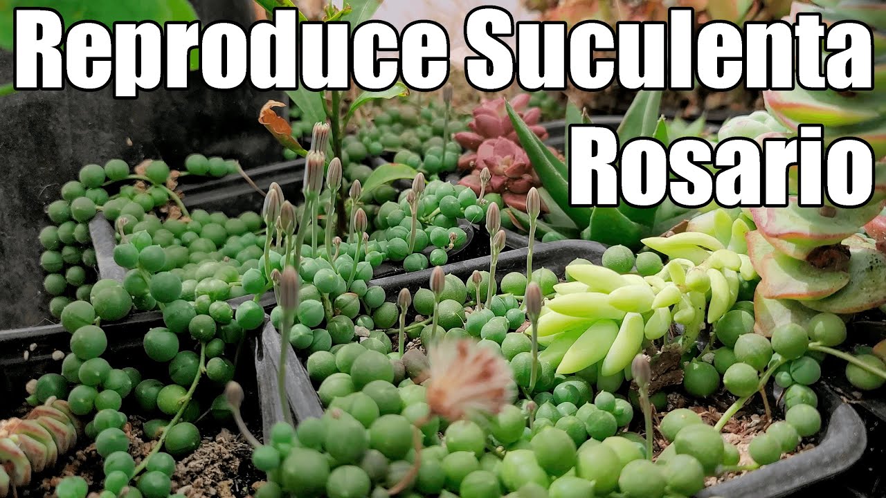 Como sembrar ROSARIO suculenta || Senecio Rowleyanus || PLANTA ROSARIO ...