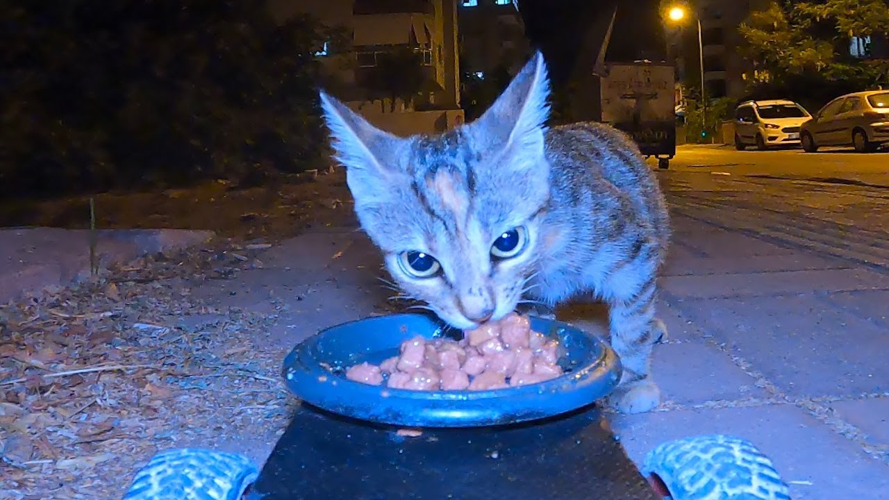Drone feeder brought cat food to a stray cat! - YouTube