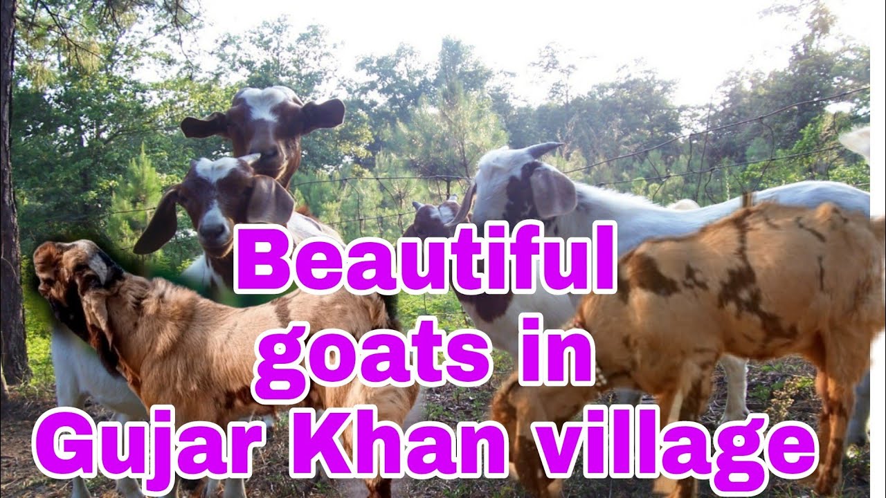 Beautiful goats in Gujar Khan village|saada loog always - YouTube