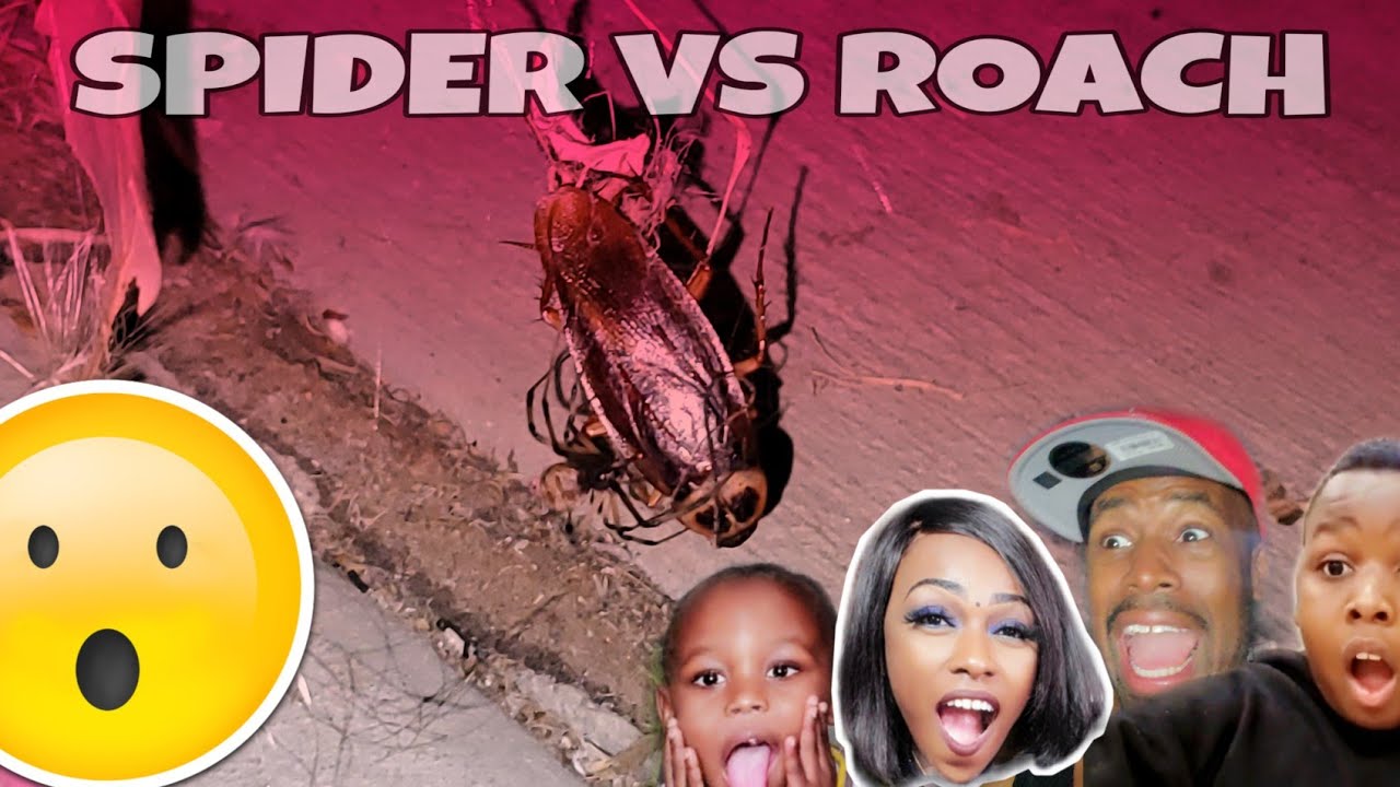 OMG We WITNESSED a Spider vs Giant CockRoach INSECT FIGHT - YouTube