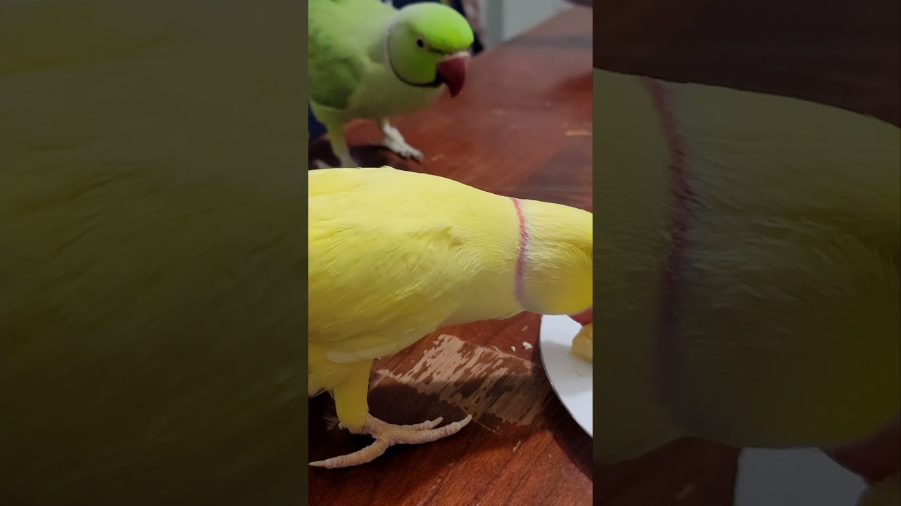 Our first ever Chatterbox Birds-Giving...from beginning to a nap - YouTube