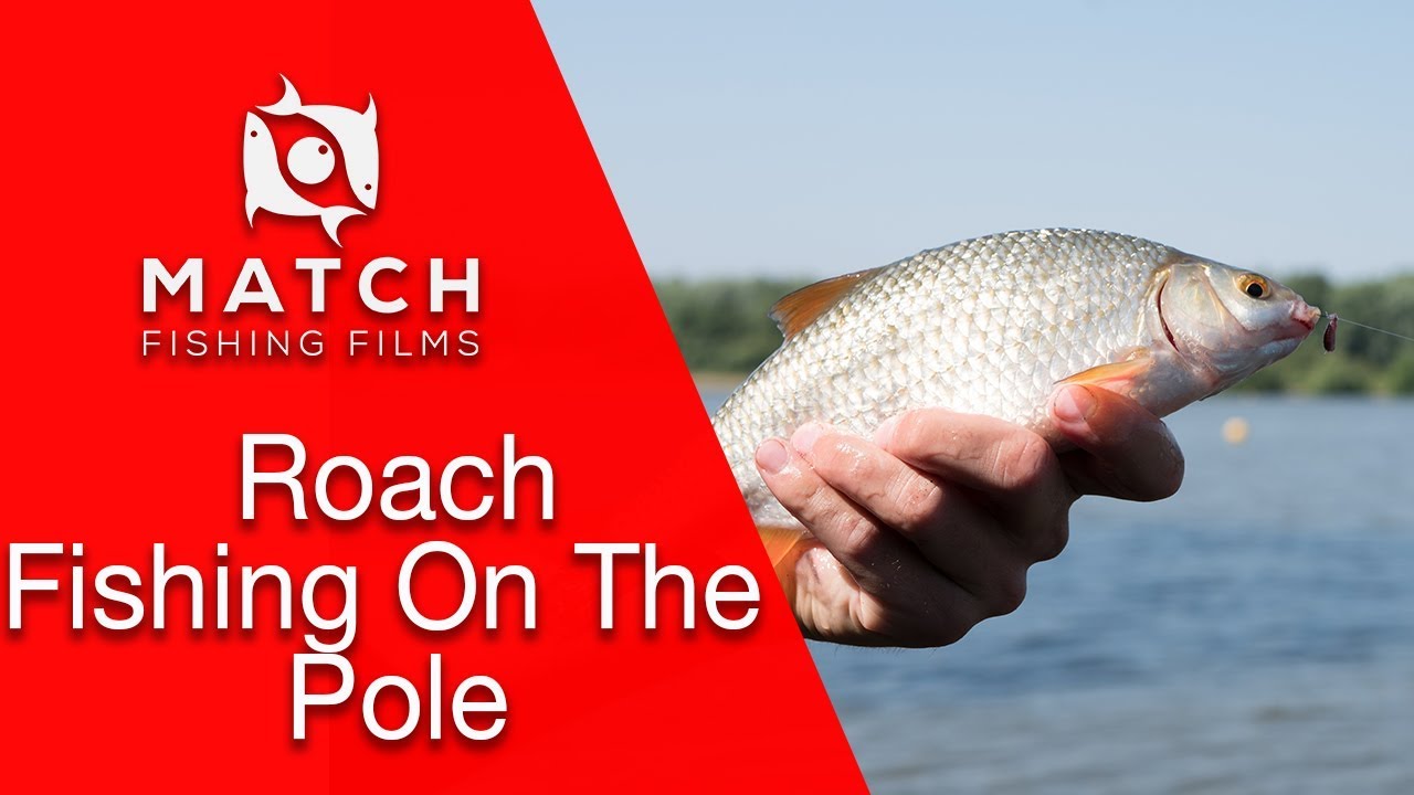 Pole Fishing For Roach - YouTube