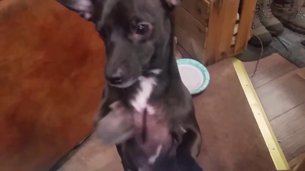 Funnny Dog Compilation Dogs dancing the salsa Cha Cha dance - YouTube