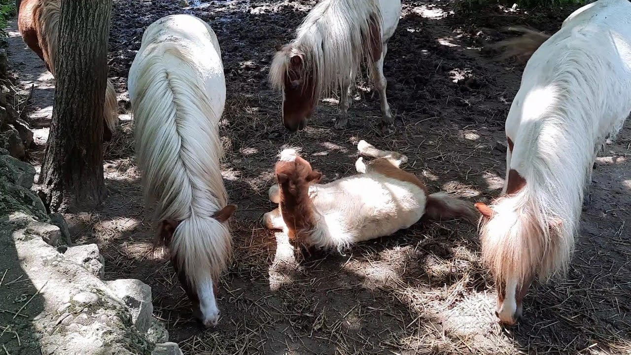#281 PONEI SI IEPE CU MANJI LA GRADINA ZOOLOGICA CALARASI - ZOO ROMANIA ...