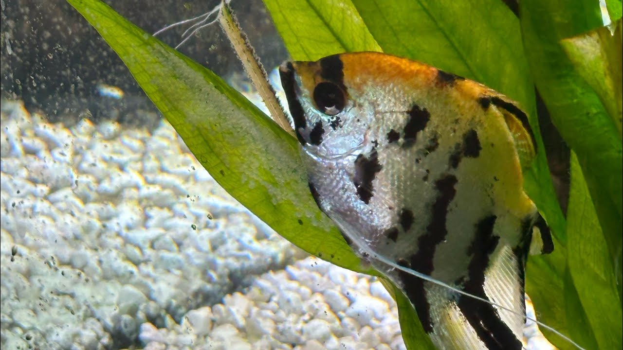 Angel Fish fry from two litters. I week old & 1 month old 50 & 15 have ...
