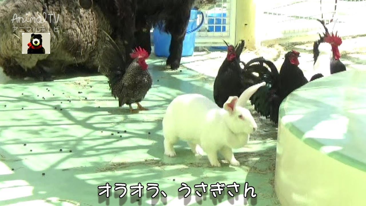 はりきり、うさぎさん Japanese Jumbo rabbit #338 【AnimalTV アニマルテレビ】 - YouTube