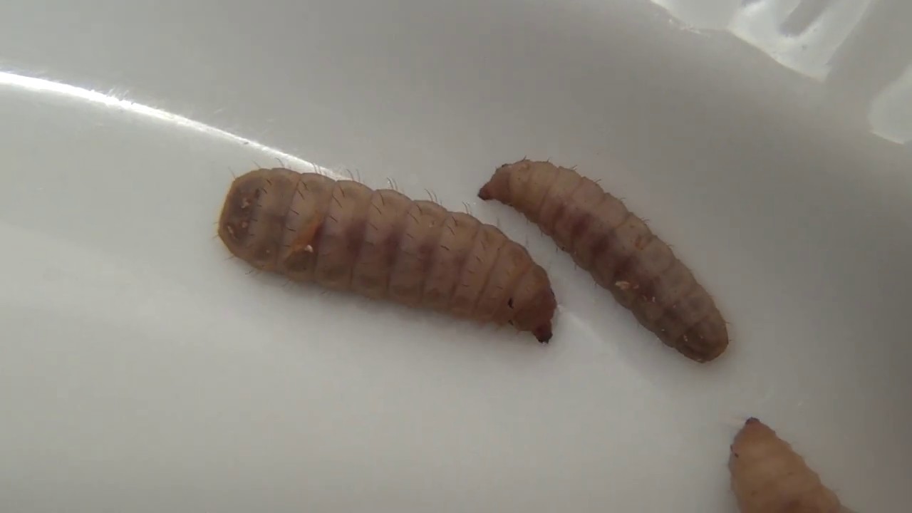 Black soldier fly larva (Hermetia illucens) infected - YouTube
