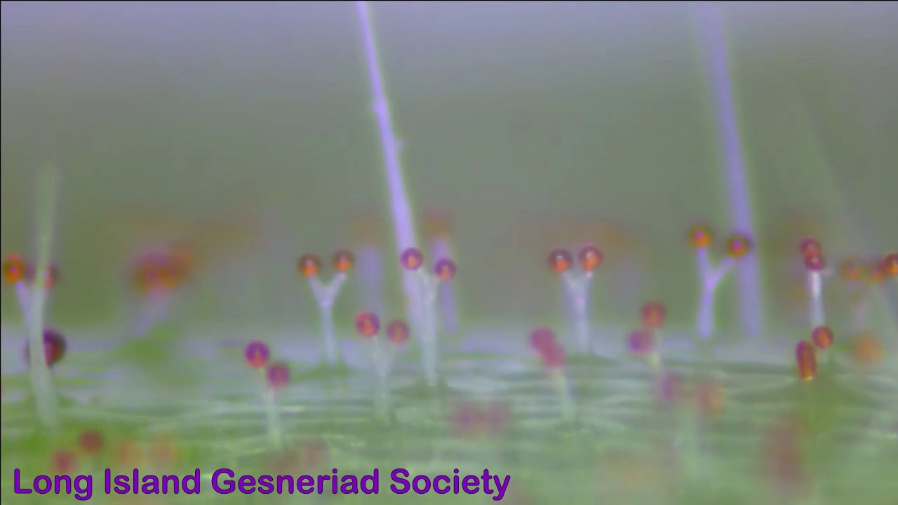 Primulina tabacum Leaf Under the Microscope - YouTube