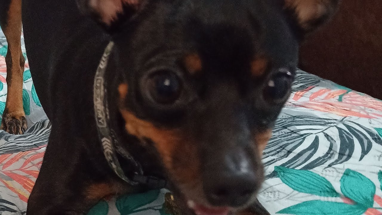 ASi se ve un mini Pincher de 2 años 🖤 🥰 😘 😍 ♥️ #baby_chase_11 - YouTube