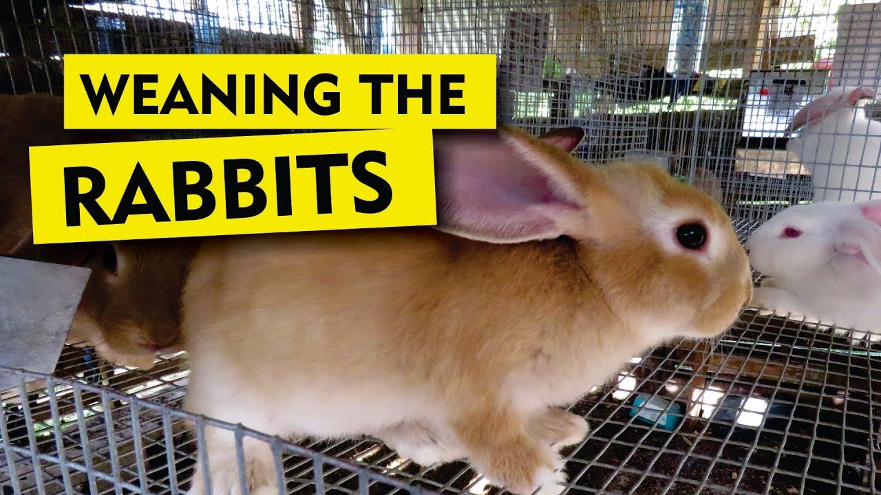 Weaning & Sexing Rabbits - YouTube