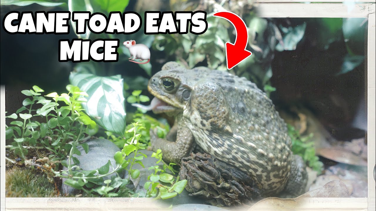 Mice Toads Eat