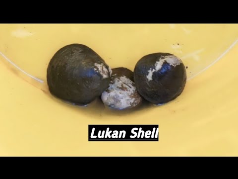 Pano kumuha ng Lukan shell🤣 - YouTube