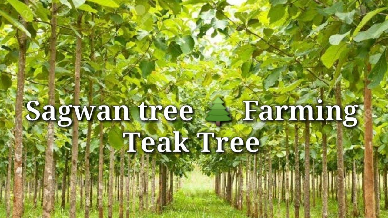 #Sagwan 🌲 Tree Farming|| Teak wood Farming || #JH_KARAN_RAY - YouTube