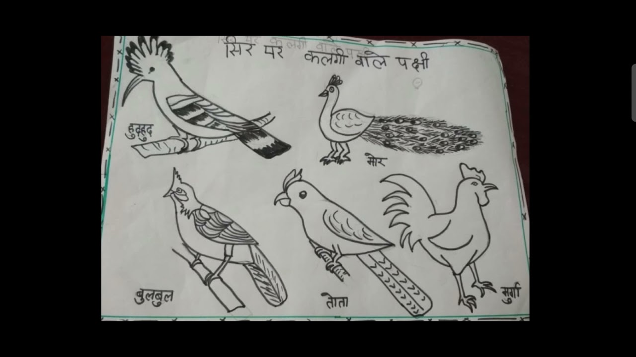 drawing of kalgi birds - YouTube