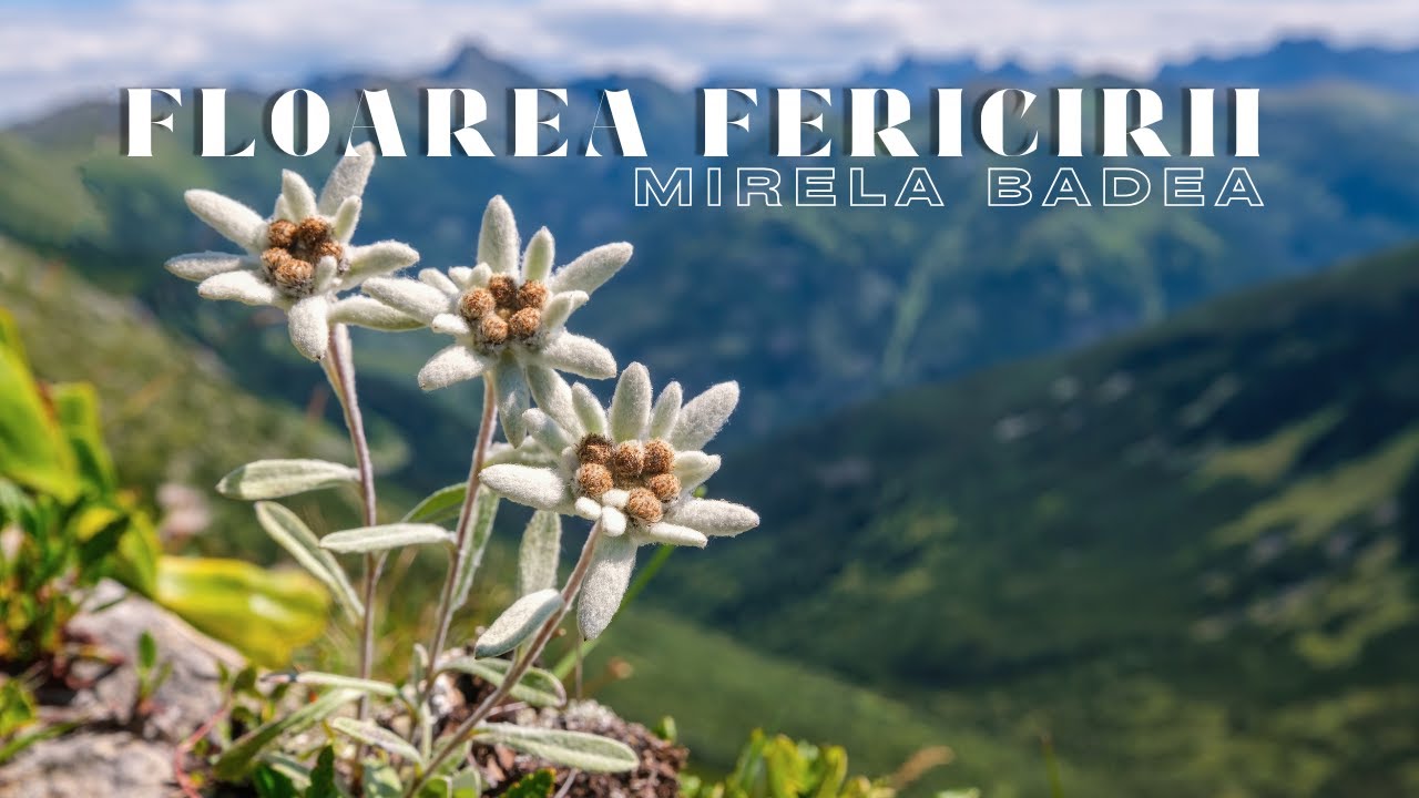 Floarea fericirii - Mirela Badea // Poezie - YouTube