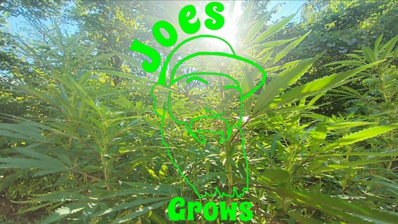 "Serenity Sessions: Soothing Sounds for Elevated Minds" - YouTube