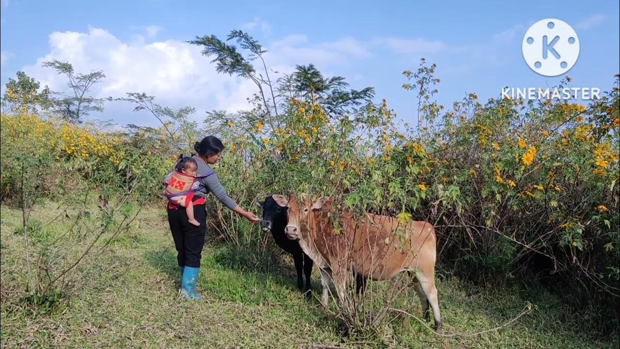 Hnub no mu xaib nyuj nawb 6/11/2022 - YouTube