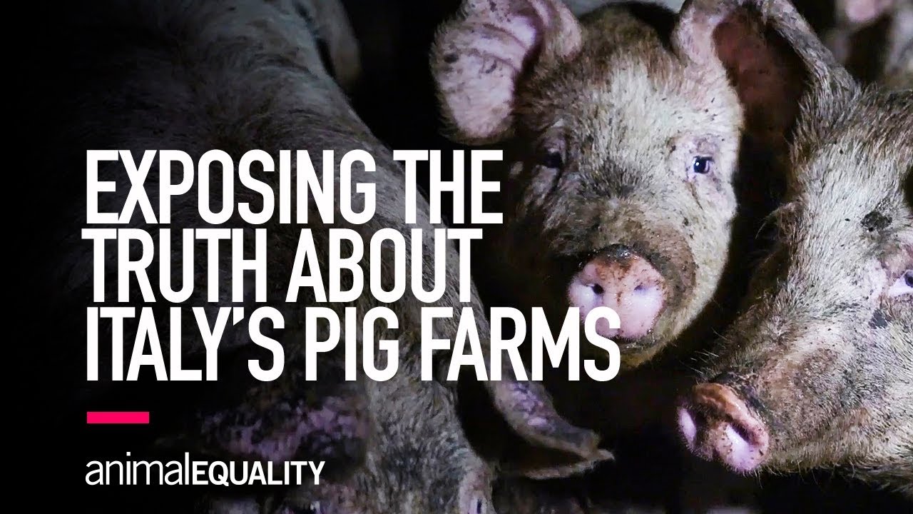 Animal Equality Investigation Reveals Truth Behind Italy's Pig Farms ...