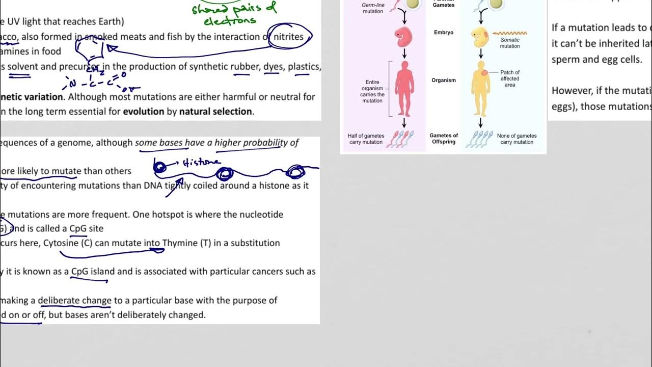 IB DP Biology SL D1.3 Mutation Review Notes - YouTube
