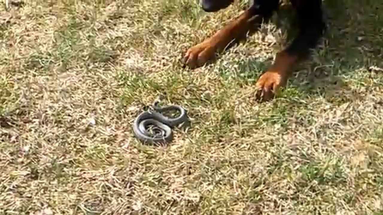 Dobermann vs. Snake - YouTube