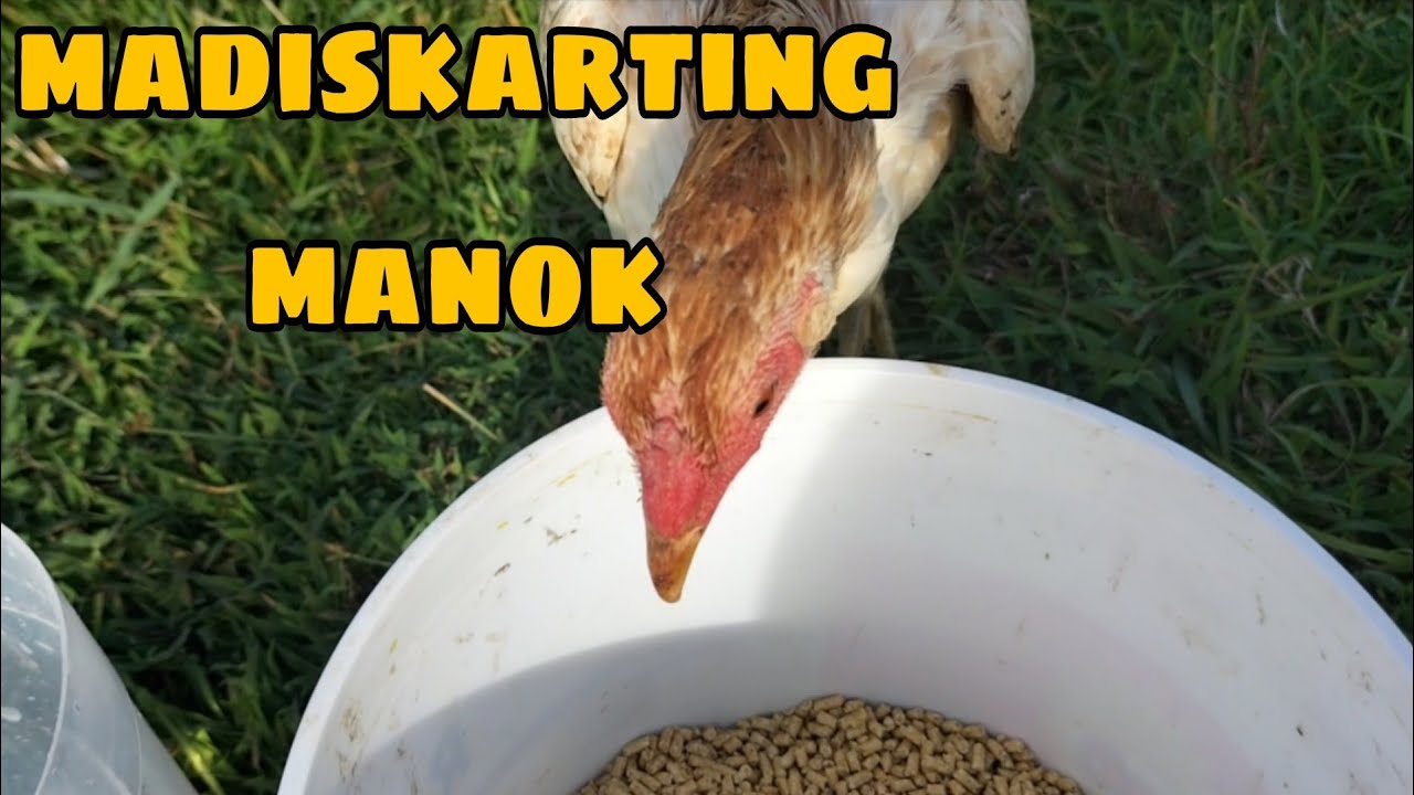 Manok na madiskarte.Mga alagang hayop namin. - YouTube