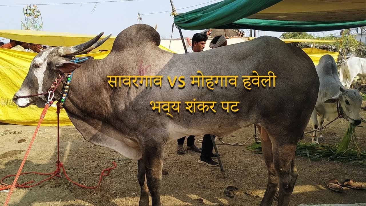 Bail Pat Pratiyogita Sawargaon Vs Mohagaon Haveli bail pat video1 ...