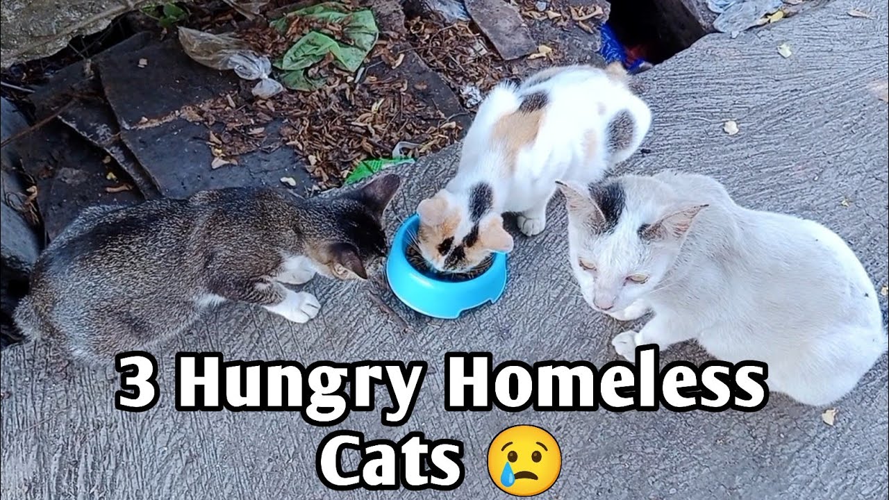 Trying To Save 3 Homeless Cats From Starvation - Cat Rescue - YouTube