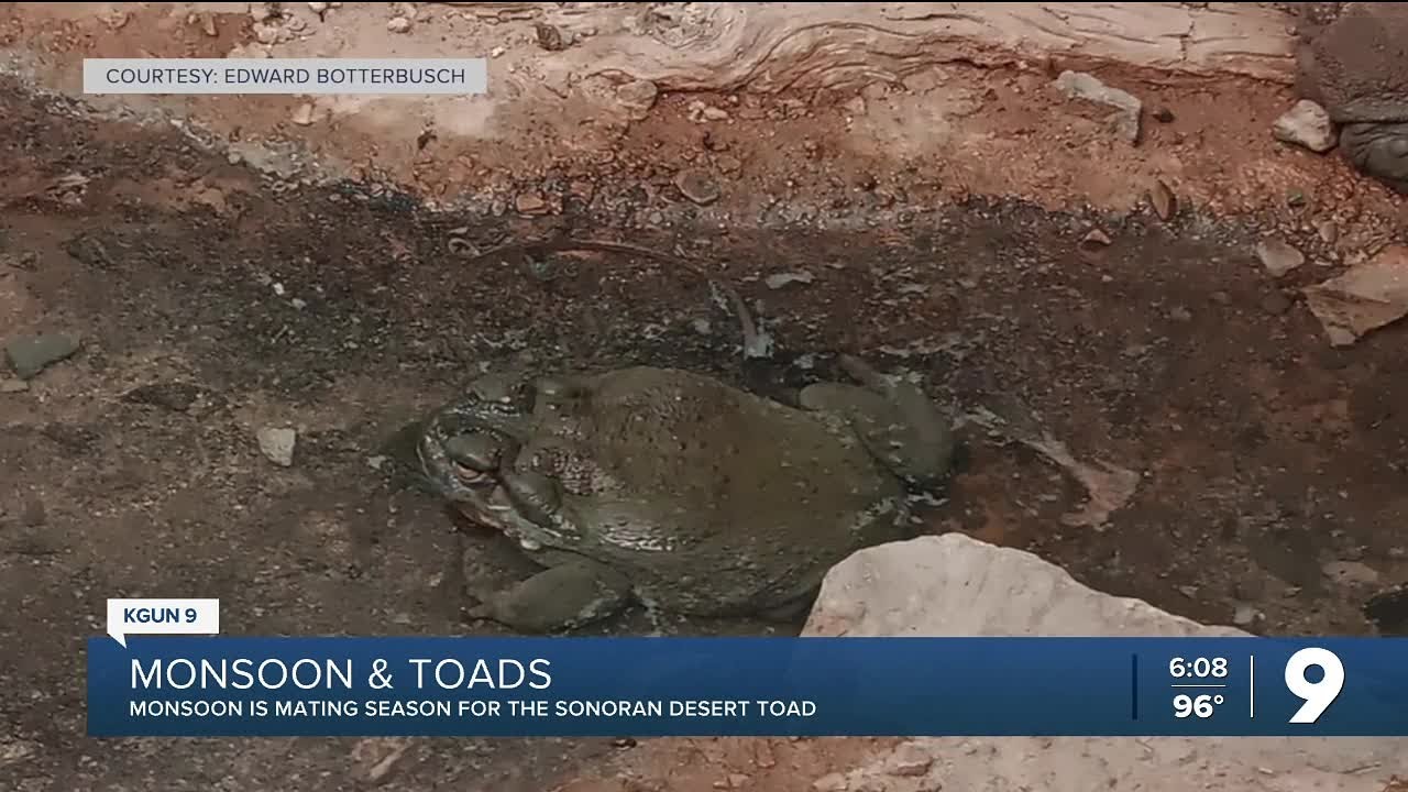 Monsoon in Tucson means mating season for the Sonoran Desert Toad - YouTube