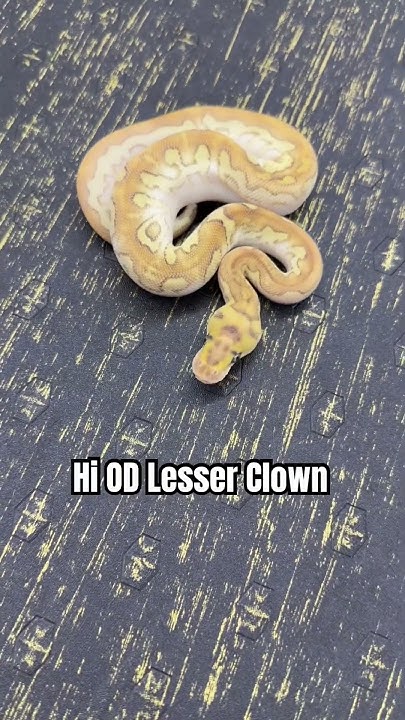 Bright ball python combo - YouTube