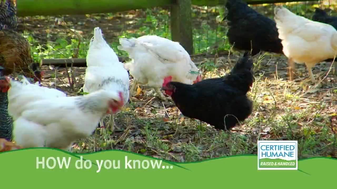 Certified Humane Promotes Farm Animal Well Being - YouTube