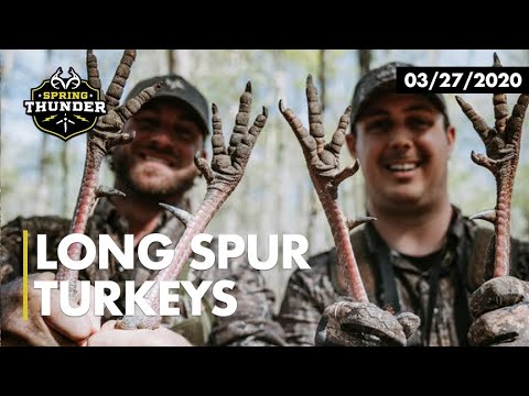 Long Spur Turkeys | GA Double Turkey Hunt | Riley Green and Tyler ...